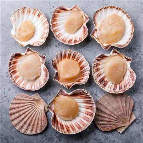 Mussels & Scallops - Foodlink Australia - Foodlink Australia